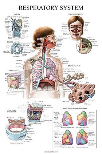 18 Pack - Anatomical Posters - Laminated - Muscular, Skeletal, Digestive, Respiratory, Circulatory, Endocrine, Lymphatic, Male & Female, Nervous, Spinal Nerves, Anatomy Charts - 18" x 24"