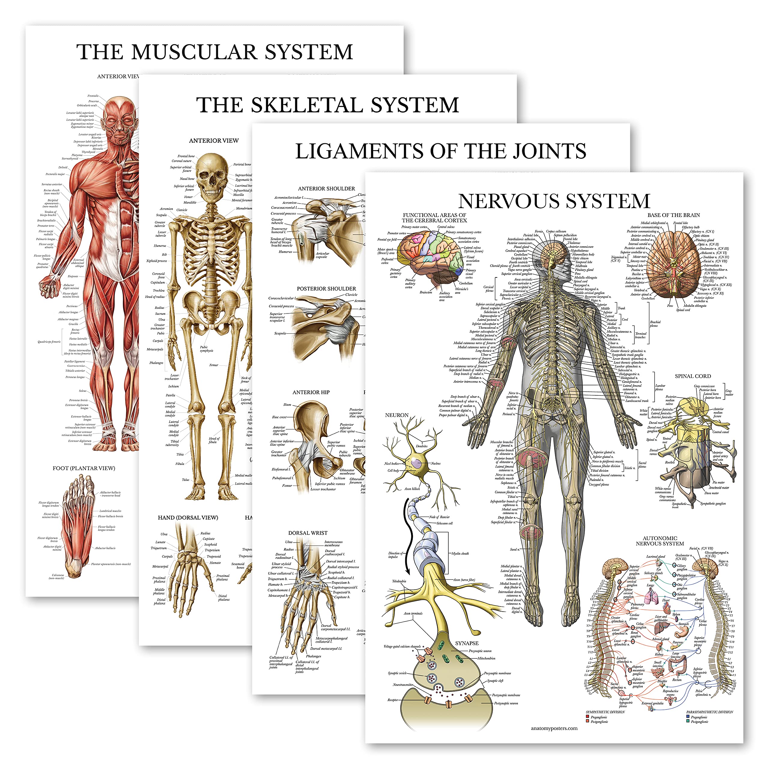 Palace Learning 4 Pack - Anatomical Poster Set - Laminated - Muscular, Skeletal, Ligaments of the Joints, Nervous System - Anatomy Chart Set (LAMINATED, 18â x 24â)