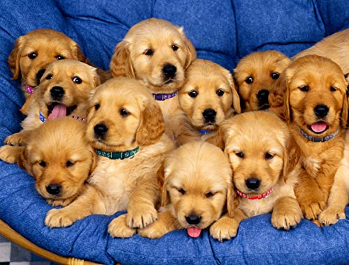 Ameolela Puppy ID Collars Identification Whelping Soft Nylon Adjustable Breakaway Safety Litter Collars for Newborn Pets and Small Dog 14 pcs/Set
