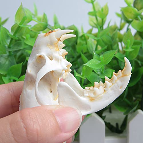 Acxico 1Pcs Mink Skulls Skull Specimen Animal Bone Specimen Gifts Skulls