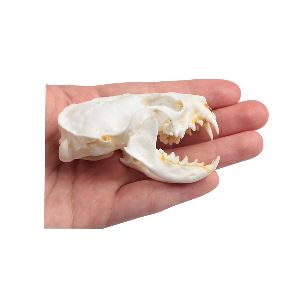 Acxico 1Pcs Mink Skulls Skull Specimen Animal Bone Specimen Gifts Skulls