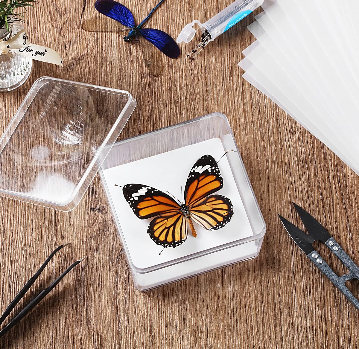 Making Insect Specimen Tools Kit, with Insect Pins,Insect Pinning Board, Wings Pressing Paper,Tweezers, Scissors, Insect Display Case, Insect Collection for Bug Hobbyist/Biology Projects