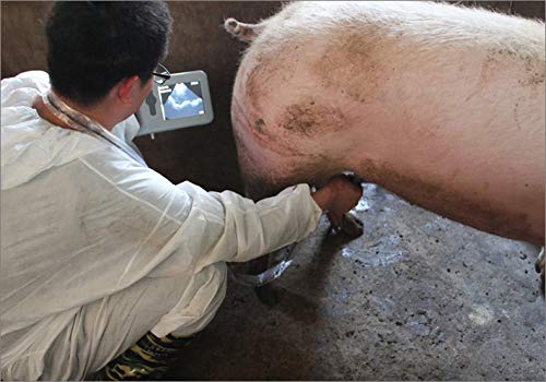 MLSJM Ultrasound Scanner,Pig Veterinary Ultrasound Scanner Machine Kit,Veterinary Farm Animals for Pig Pregnancy, Rechargeable Smart B-Ultrasound Handscan