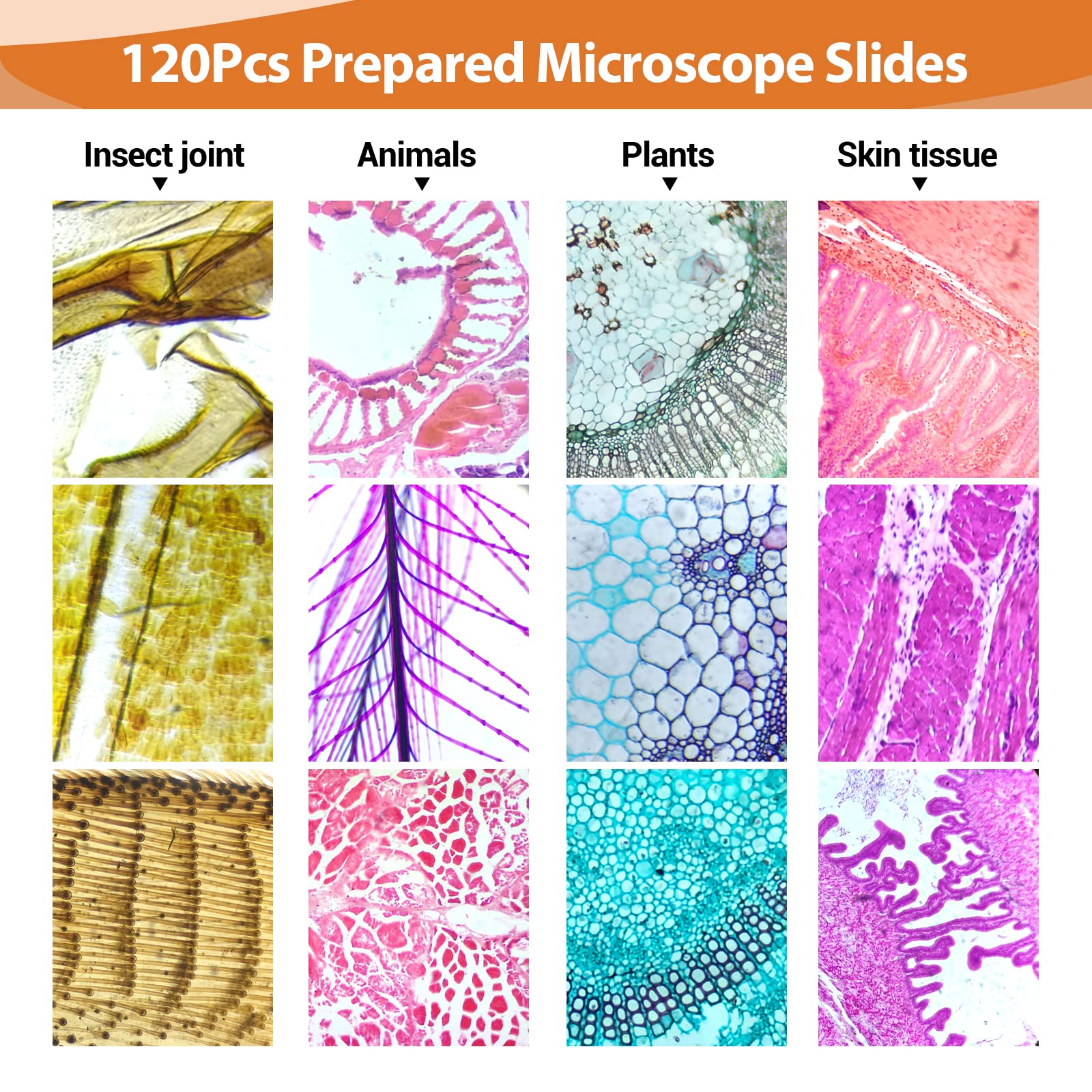 120 Prepared Microscope Slides for Kids & Students, Microscope Glass Slides Set Including Animal & Plant Specimens, Suitable for School and Home Education