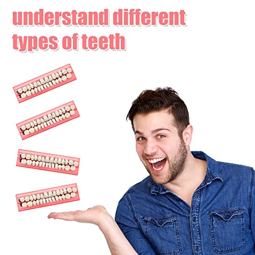 4 Sets Acrylic Resin Fake Teeth Denture Replacement Teeth False dentures Upper and Lower Synthetic Resin dentures for Halloween Party Replacement, 112 Pieces, 23 A