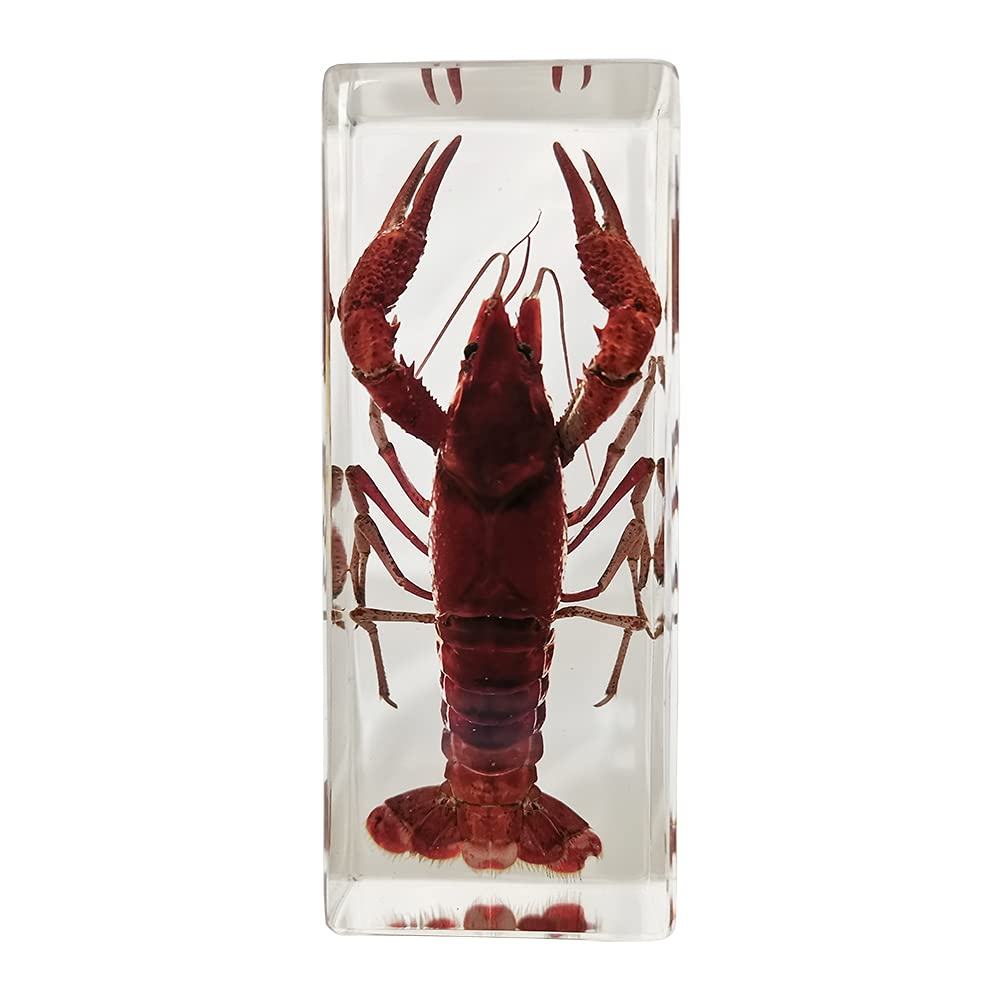 FlyingBean Real Shrimp Specimens in Resin Paperweight Crafts, Animal Taxidermy Collection for Science Education & Desk Ornament (Crayfish), 110 x 44 x 27mm (4.3 x 1.7 x 1.1 inch), (FBBH-01)