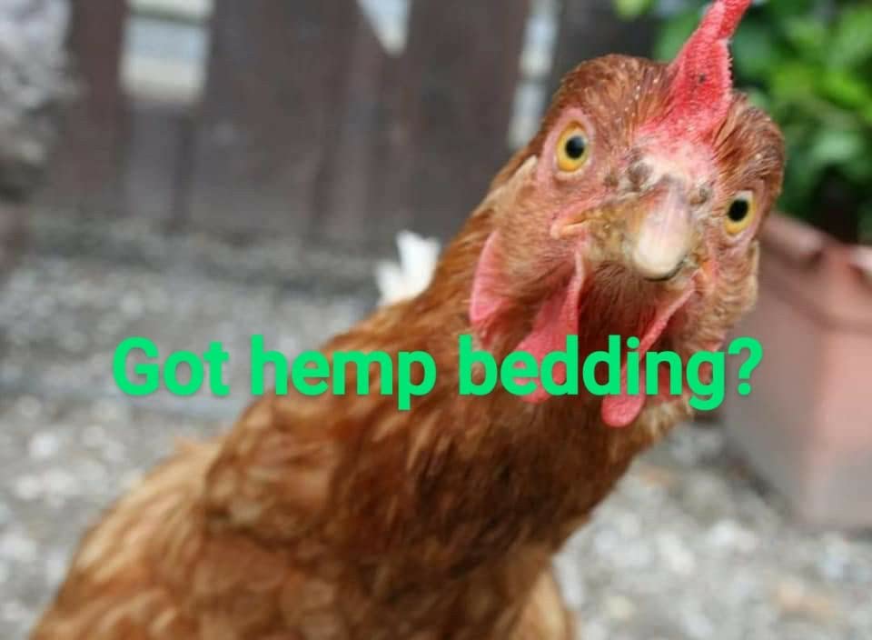 Old Dominion Hemp Small Animal Hemp Bedding, Low Du, Expands to 30 quarts, Reduces Odors, Chicken Bedding, Rabbit Bedding, Reptile Bedding, Hamer Bedding, Gerbil Bedding, Rat & Mice Bedding