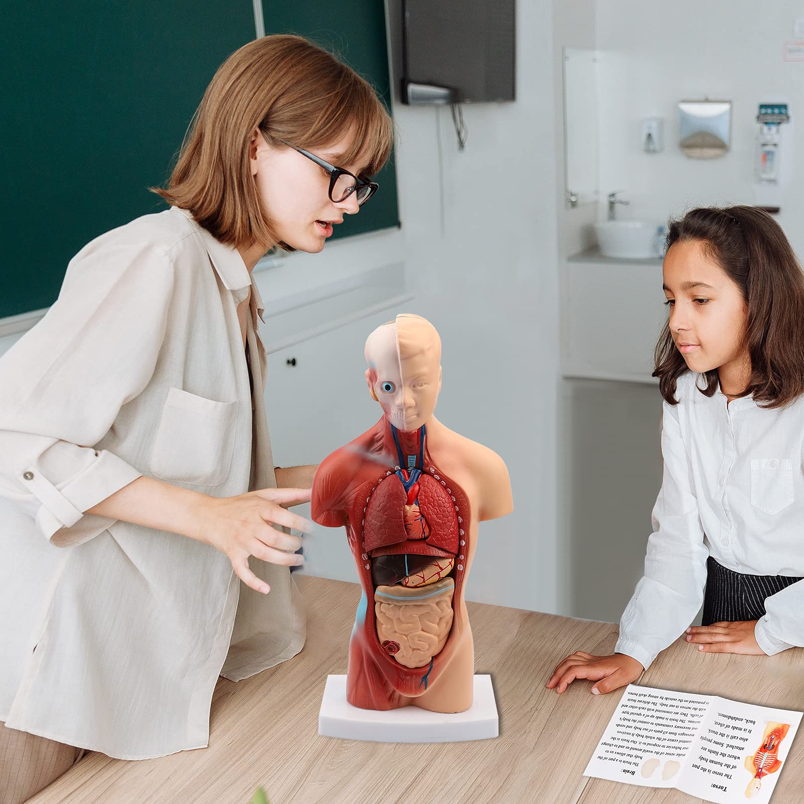 Human Body Model Removable Anatomy Model Teaching Medical Education 15 Parts Human Torso Organs Model