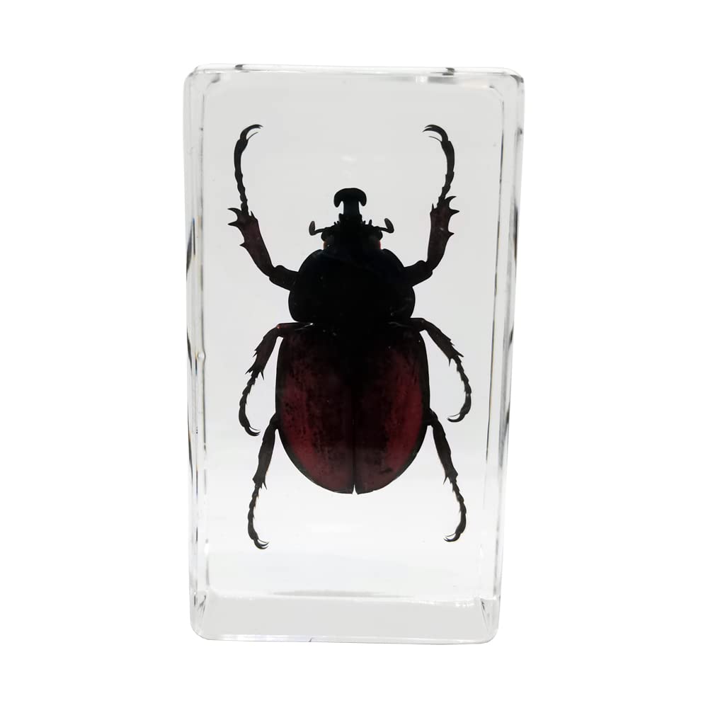 Real Japanese Rhinoceros Beetle Insect Specimens in Resin Paperweight Crafts, Animal Taxidermy Collection for Science Education & Desk Ornament (Japanese Rhinoceros Beetle)