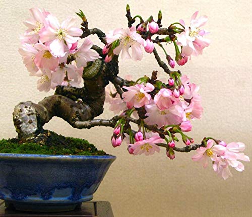 10 Japanese Flowering Cherry Blossom Bonsai Seeds, Fresh Exotic Rare Bonsai Seeds
