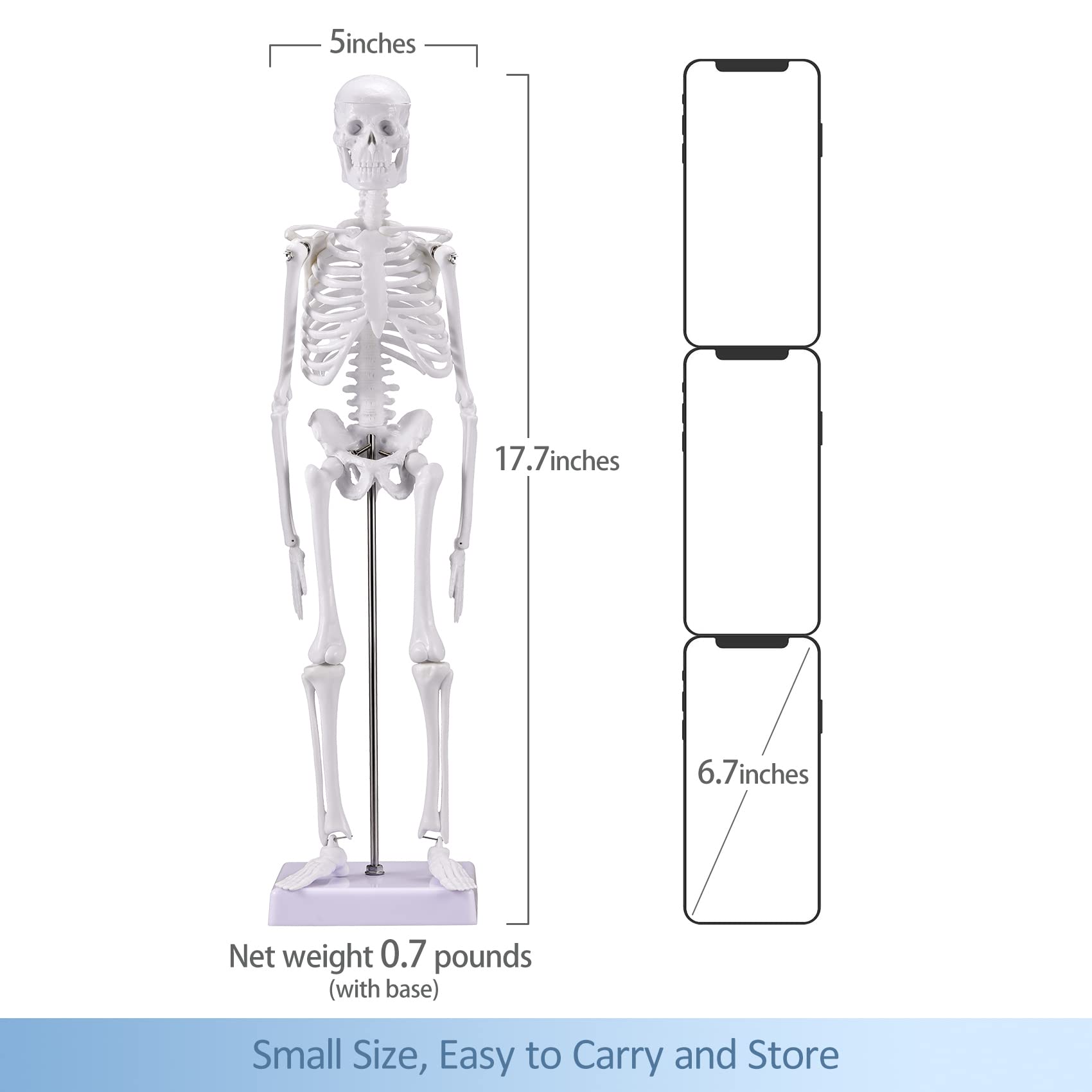 17.7" Human Skeleton Model Anatomical Mini Skeleton Model with Metal Stand, Anatomy Skeleton Model Small with Removable Arms and Legs for Dental Office, Science Lab and Classroom