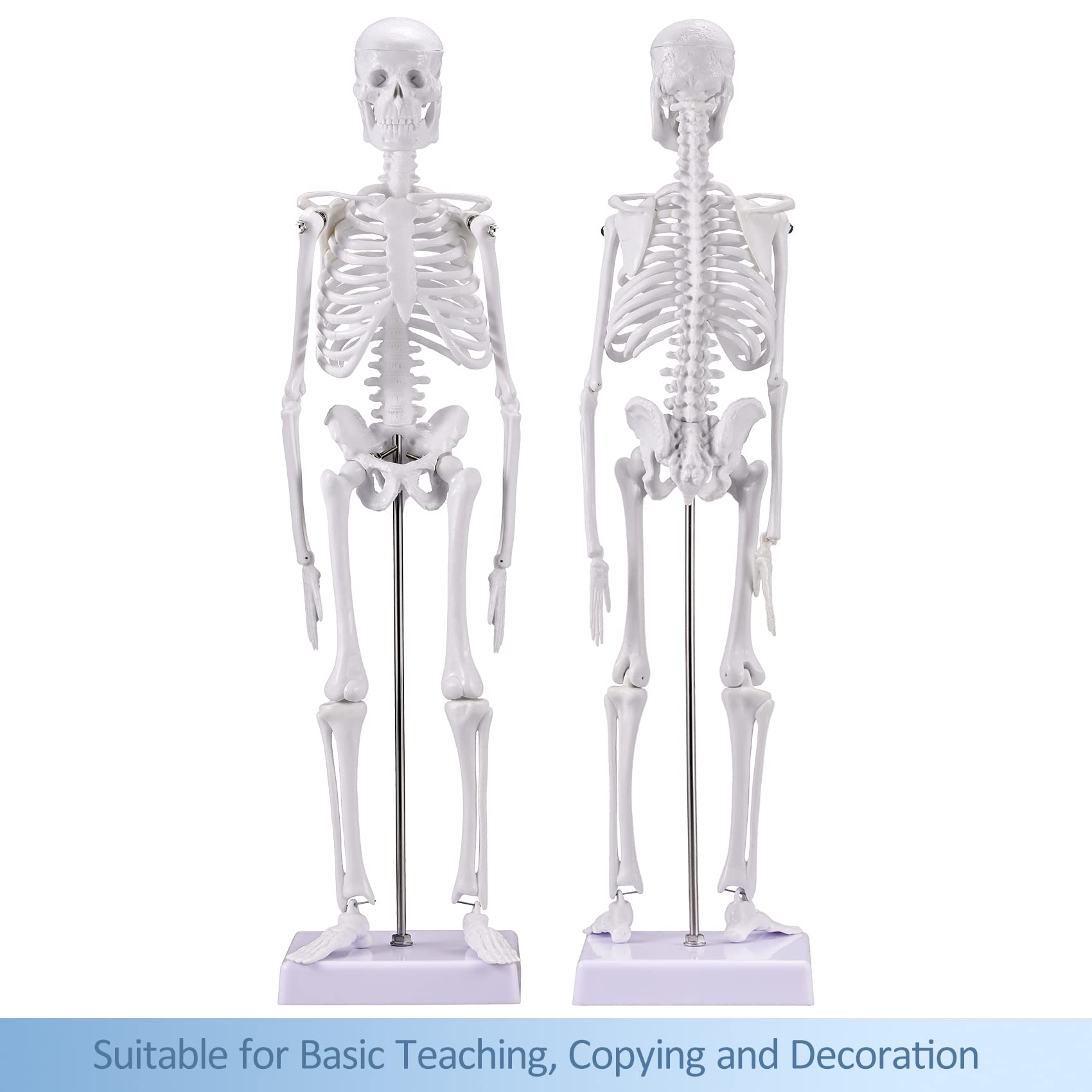 17.7" Human Skeleton Model Anatomical Mini Skeleton Model with Metal Stand, Anatomy Skeleton Model Small with Removable Arms and Legs for Dental Office, Science Lab and Classroom