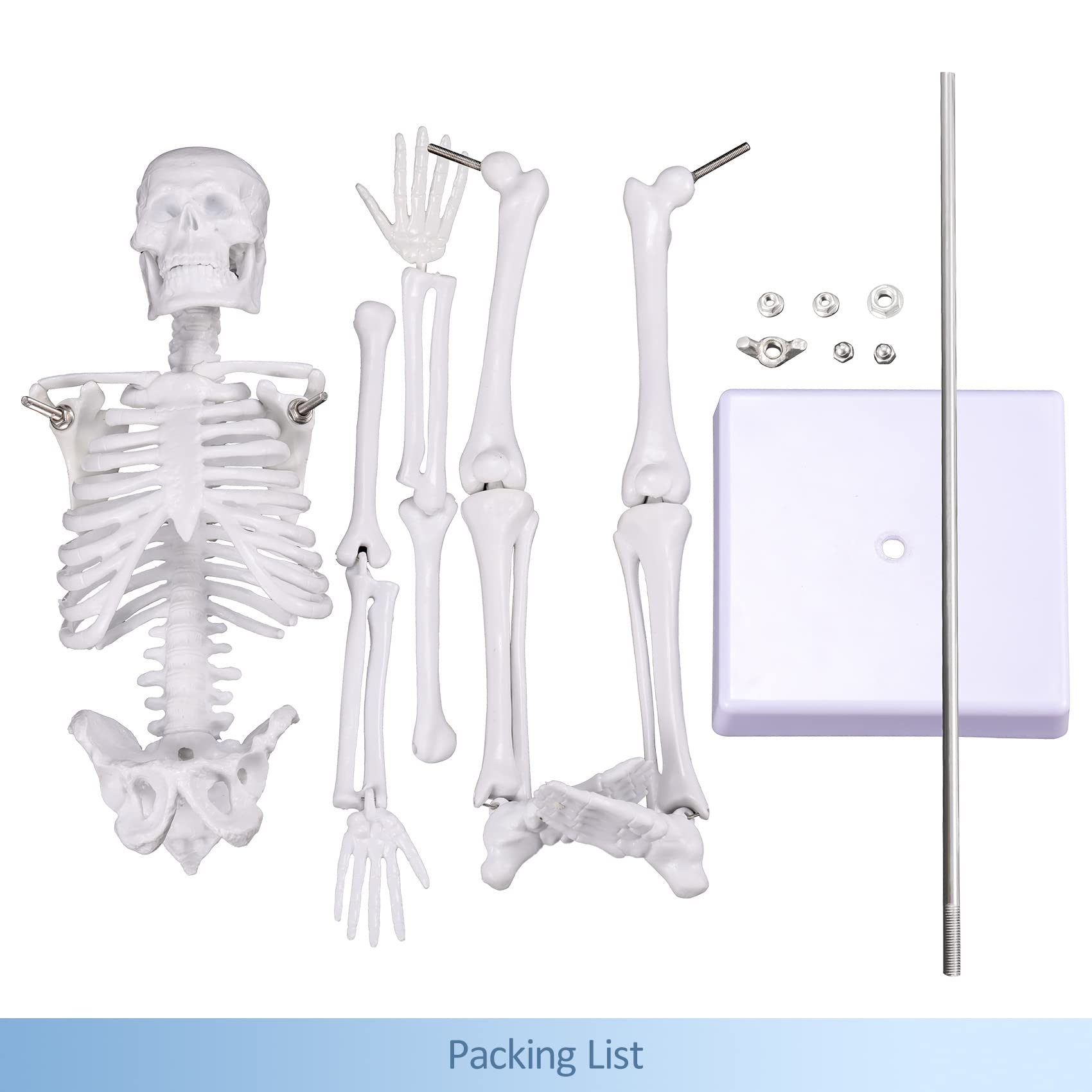 17.7" Human Skeleton Model Anatomical Mini Skeleton Model with Metal Stand, Anatomy Skeleton Model Small with Removable Arms and Legs for Dental Office, Science Lab and Classroom