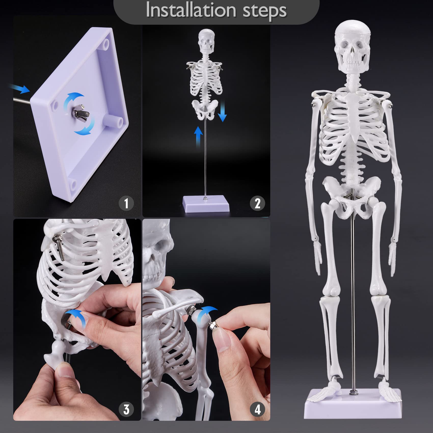 17.7" Human Skeleton Model Anatomical Mini Skeleton Model with Metal Stand, Anatomy Skeleton Model Small with Removable Arms and Legs for Dental Office, Science Lab and Classroom