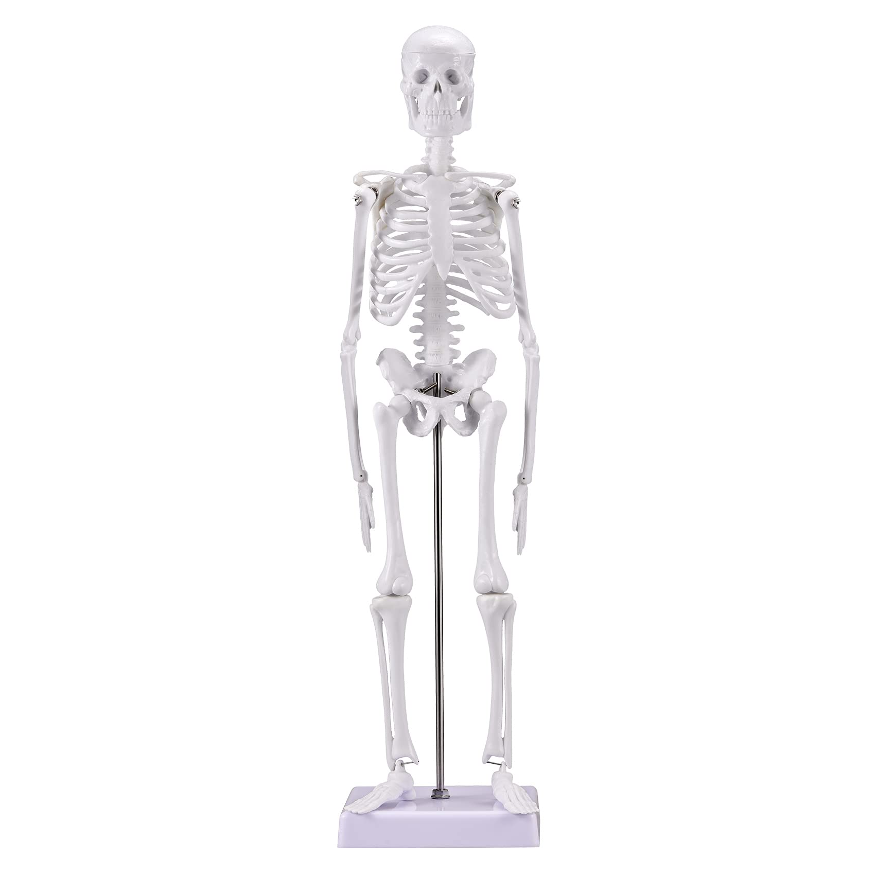 17.7" Human Skeleton Model Anatomical Mini Skeleton Model with Metal Stand, Anatomy Skeleton Model Small with Removable Arms and Legs for Dental Office, Science Lab and Classroom