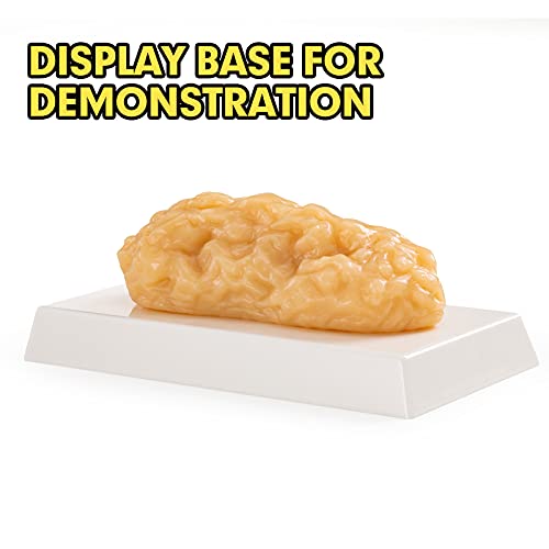 Ultrassist Human Body Fat Model, 1lb Fat Replica, Anatomical Model for Students, Authentic Demonstration for Fitness Room