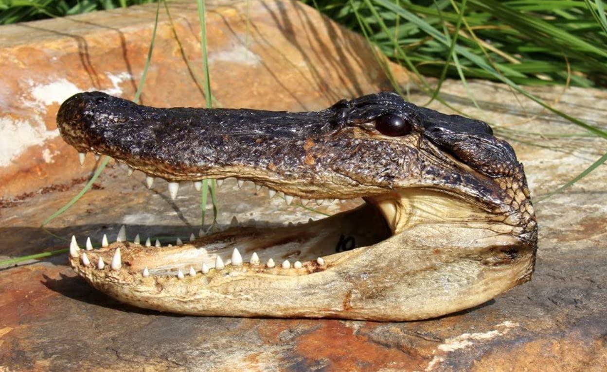 Pen Kit Mall - Taxidermy Medium American Alligator Head (6-7 Inch) Authentic Florida Wildlife Real Animal Reptile Skull