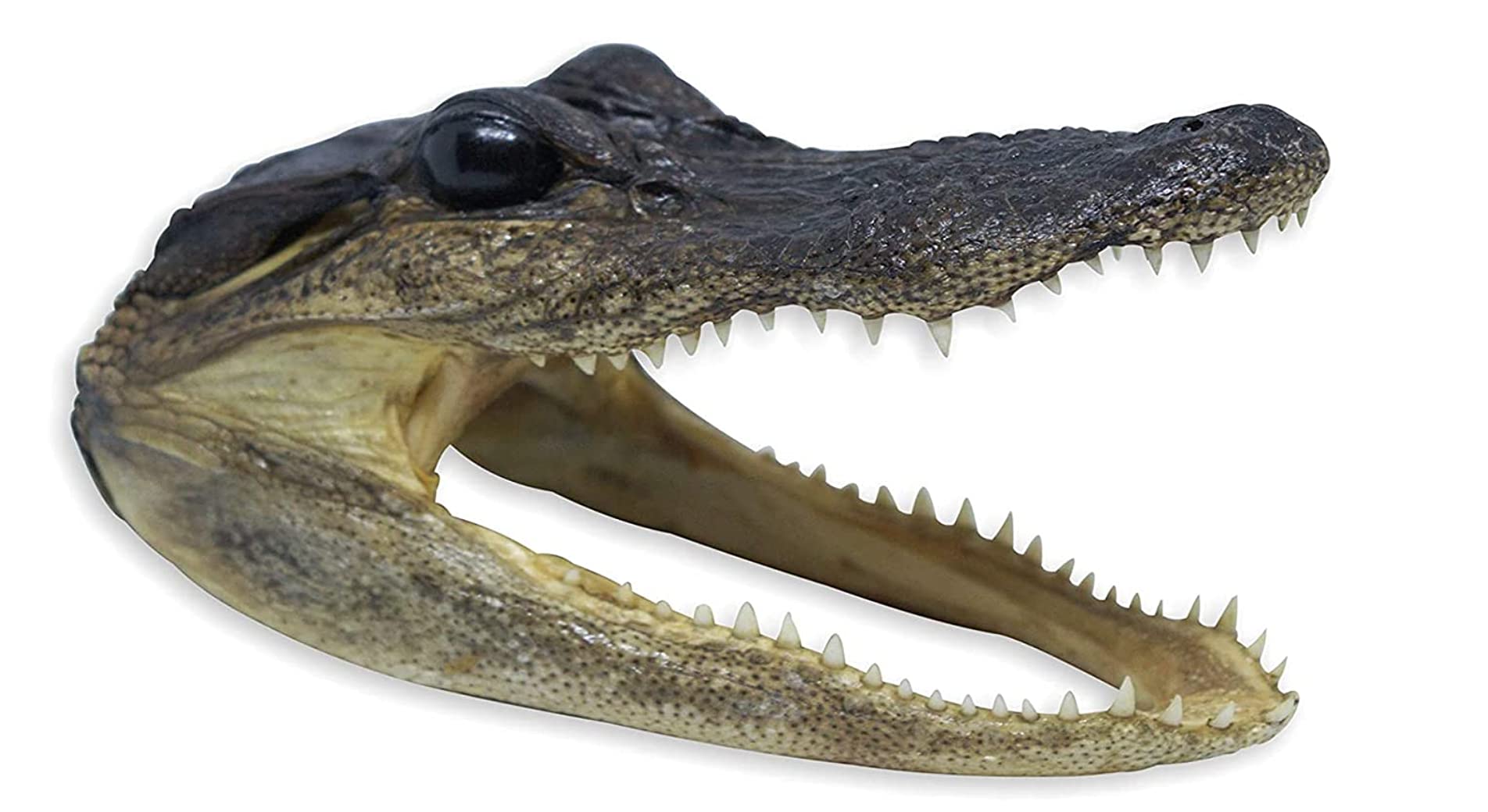 Pen Kit Mall - Taxidermy Medium American Alligator Head (6-7 Inch) Authentic Florida Wildlife Real Animal Reptile Skull