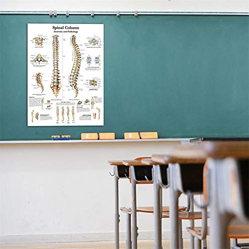 UNIEARTH Vascular System Science Anatomy Posters for Walls Medical Nursing Students Educational Anatomical Human Organs Skeletal Muscles Poster Chart Medicine Disease Map for Doctor Enthusiasts Kid's Enlightenment Education W,20*30inches