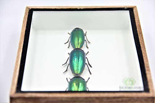 TAXIBUGS Jewel Beetle Mounts Insect Animals Taxidermy in Framed (3 Sternocera Aeguisignata Closed Wings)