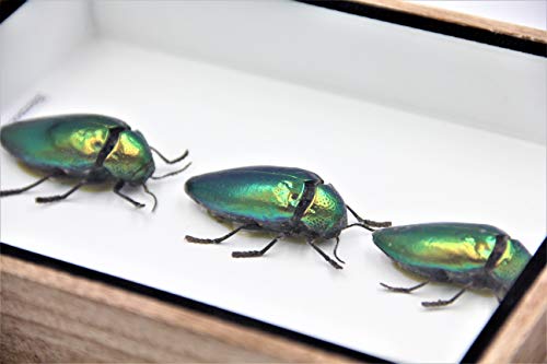 TAXIBUGS Jewel Beetle Mounts Insect Animals Taxidermy in Framed (3 Sternocera Aeguisignata Closed Wings)
