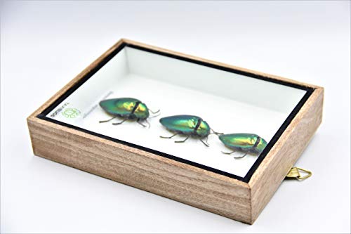 TAXIBUGS Jewel Beetle Mounts Insect Animals Taxidermy in Framed (3 Sternocera Aeguisignata Closed Wings)