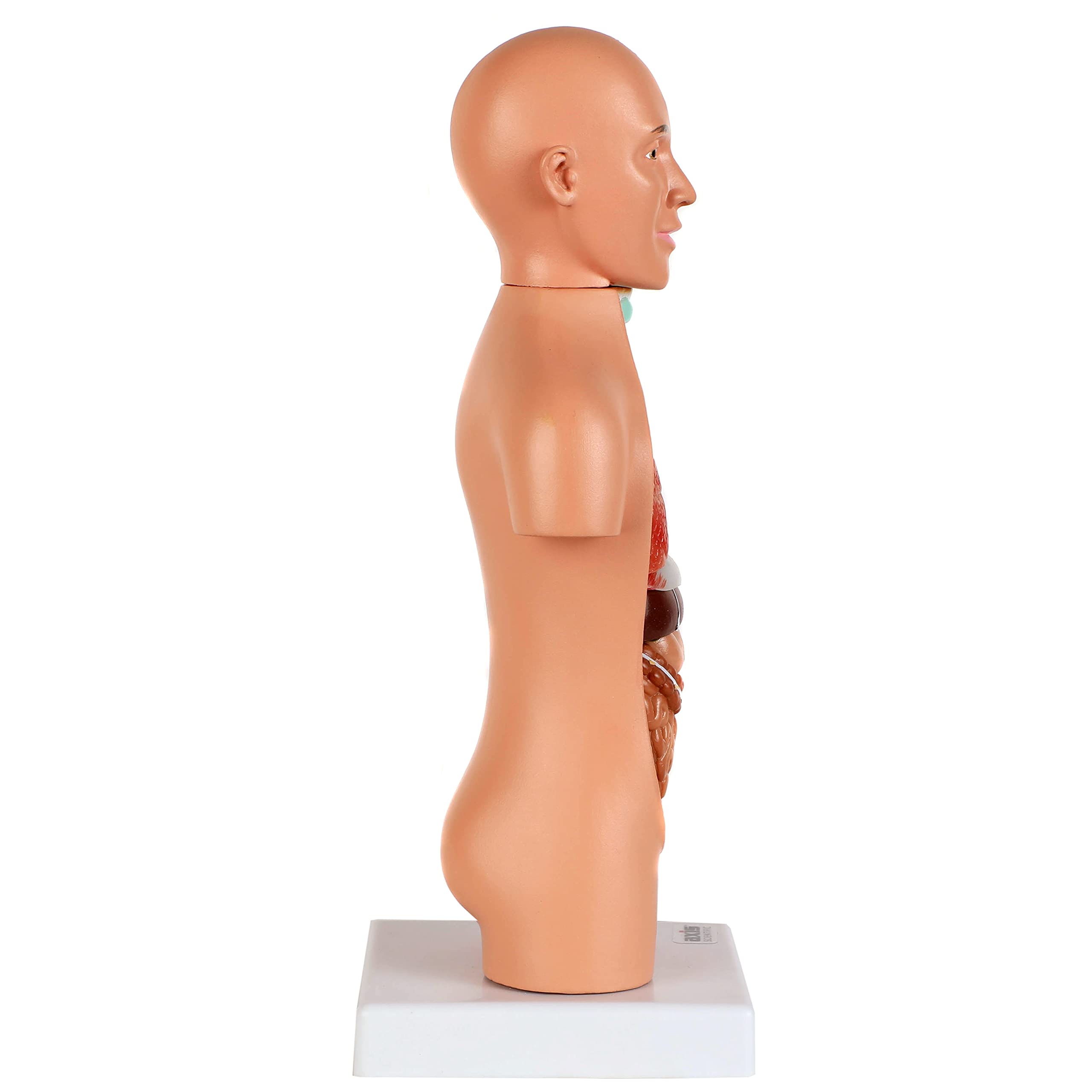 Axis Scientific 14-Part Unisex Micro Torso Anatomy Teaching Model, Includes Teaching Booklet