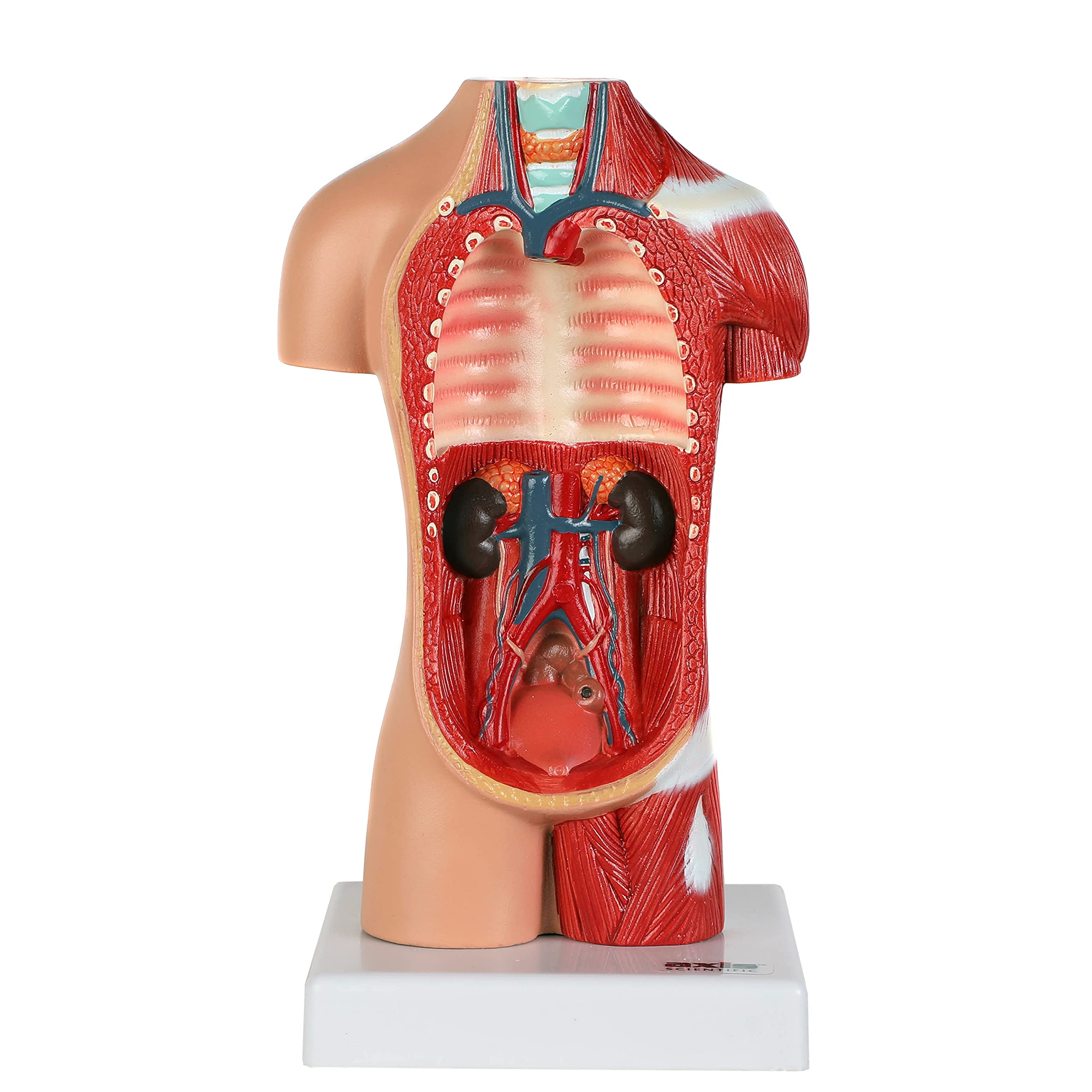 Axis Scientific 14-Part Unisex Micro Torso Anatomy Teaching Model, Includes Teaching Booklet