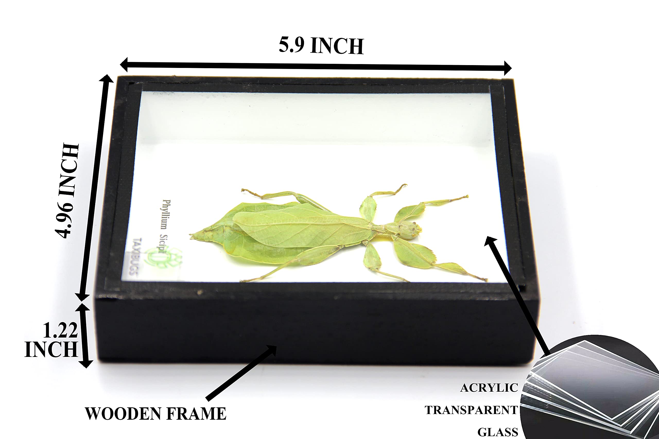 TAXIBUGS Leaf Insect Phylium Sicipholium Genuine Bug Green Brown Taxidermy Butterfly Insect Box Framed Display (Black Wooden Box)