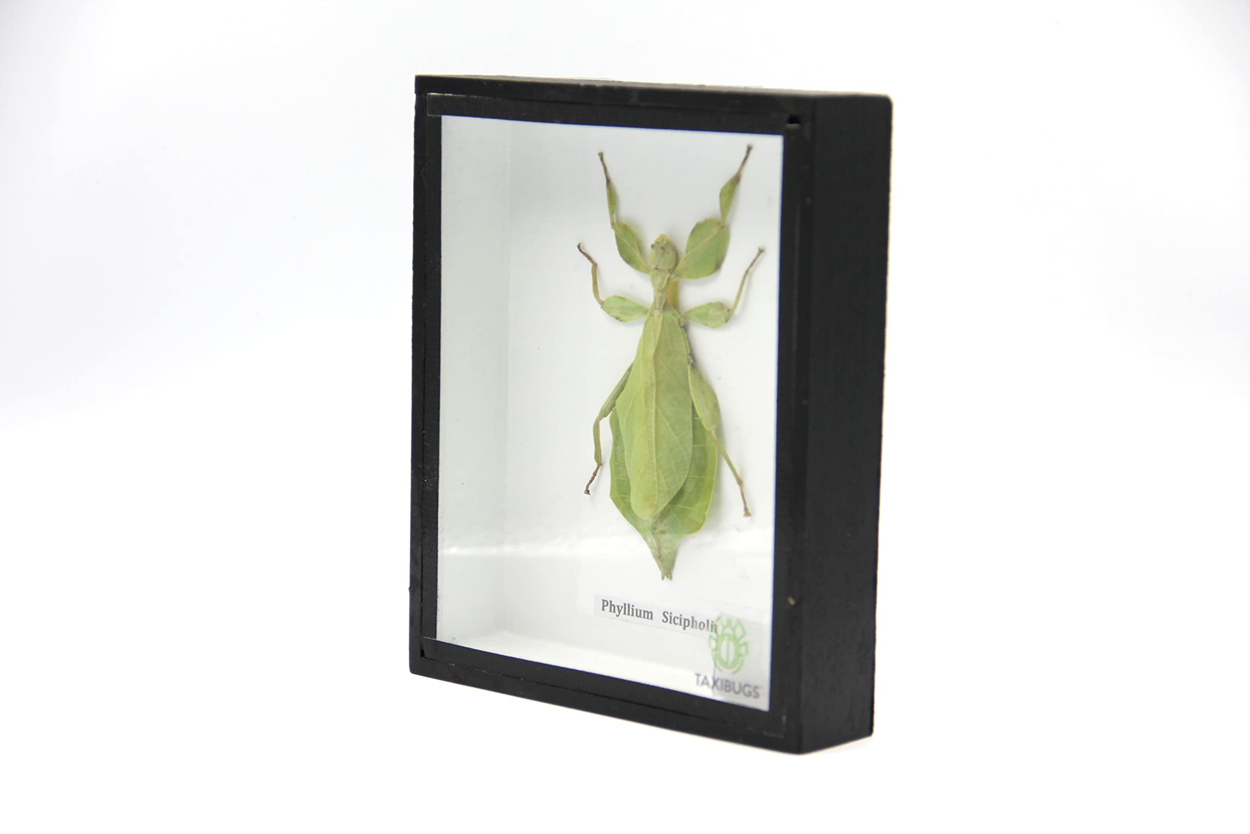 TAXIBUGS Leaf Insect Phylium Sicipholium Genuine Bug Green Brown Taxidermy Butterfly Insect Box Framed Display (Black Wooden Box)