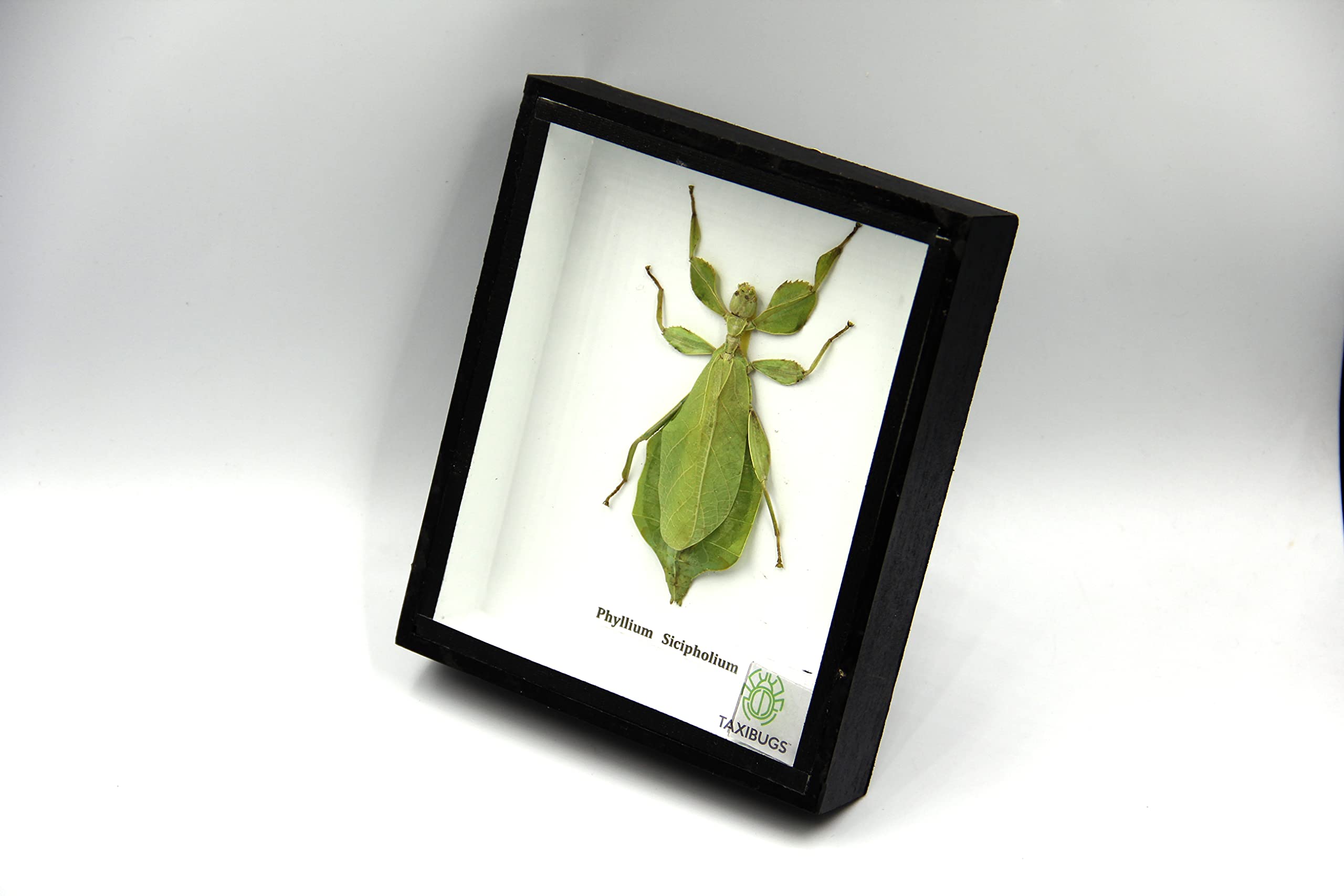 TAXIBUGS Leaf Insect Phylium Sicipholium Genuine Bug Green Brown Taxidermy Butterfly Insect Box Framed Display (Black Wooden Box)