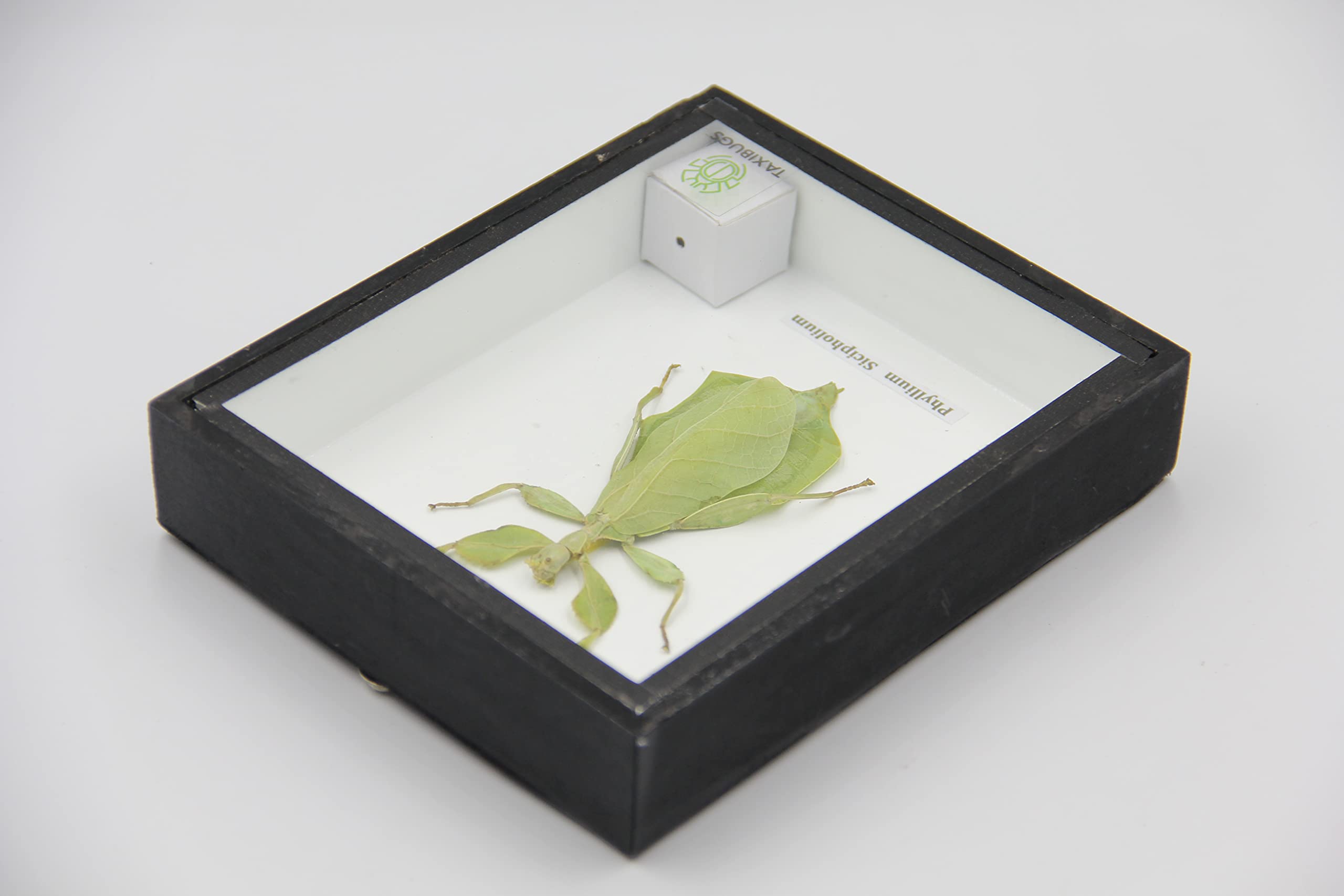 TAXIBUGS Leaf Insect Phylium Sicipholium Genuine Bug Green Brown Taxidermy Butterfly Insect Box Framed Display (Black Wooden Box)