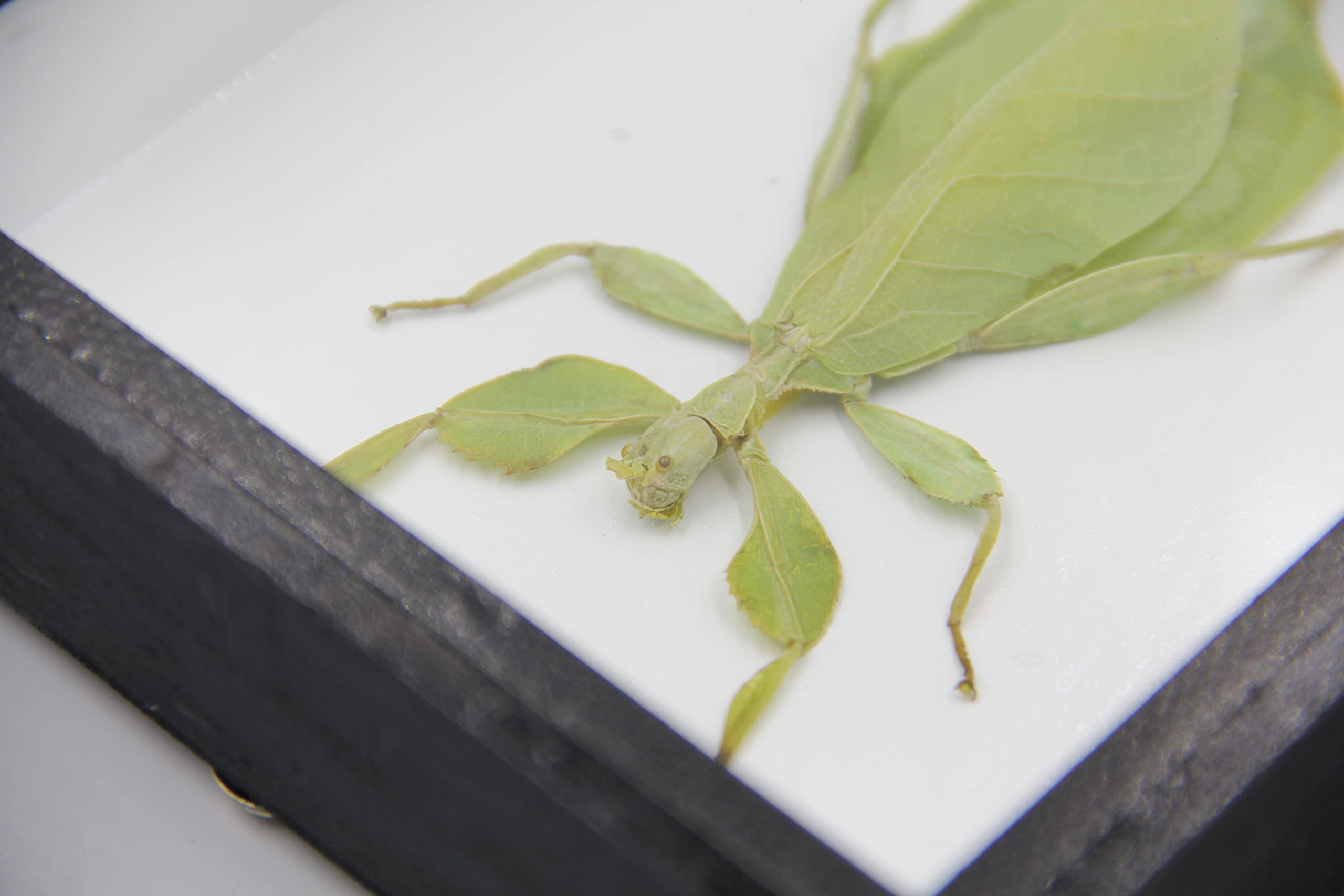 TAXIBUGS Leaf Insect Phylium Sicipholium Genuine Bug Green Brown Taxidermy Butterfly Insect Box Framed Display (Black Wooden Box)