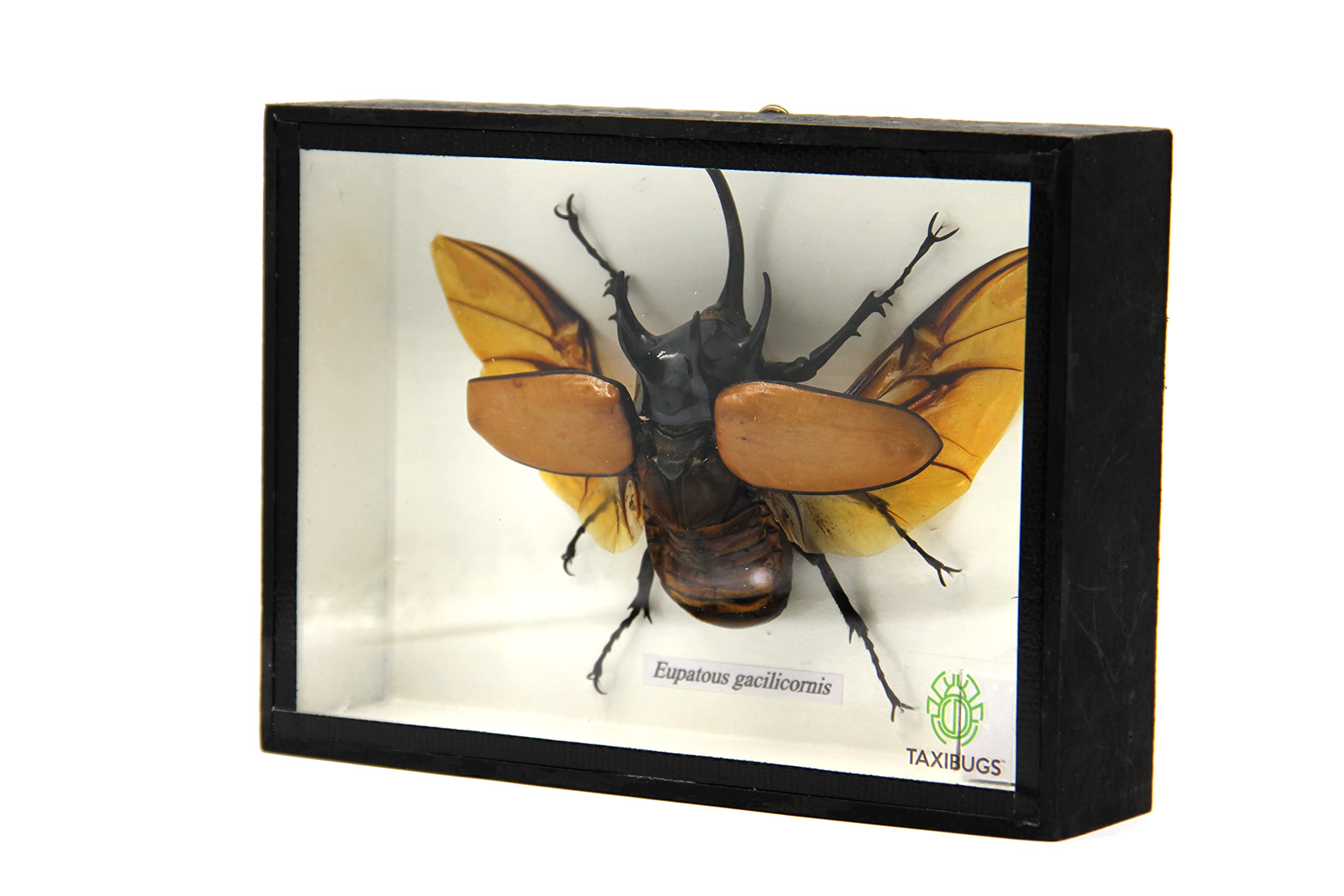 TAXIBUGS Real 5 Horned Beetle/Eupatorus Gracilicornis Flying Form Taxidermy in Transparent Box Display (Black Wooden Box)