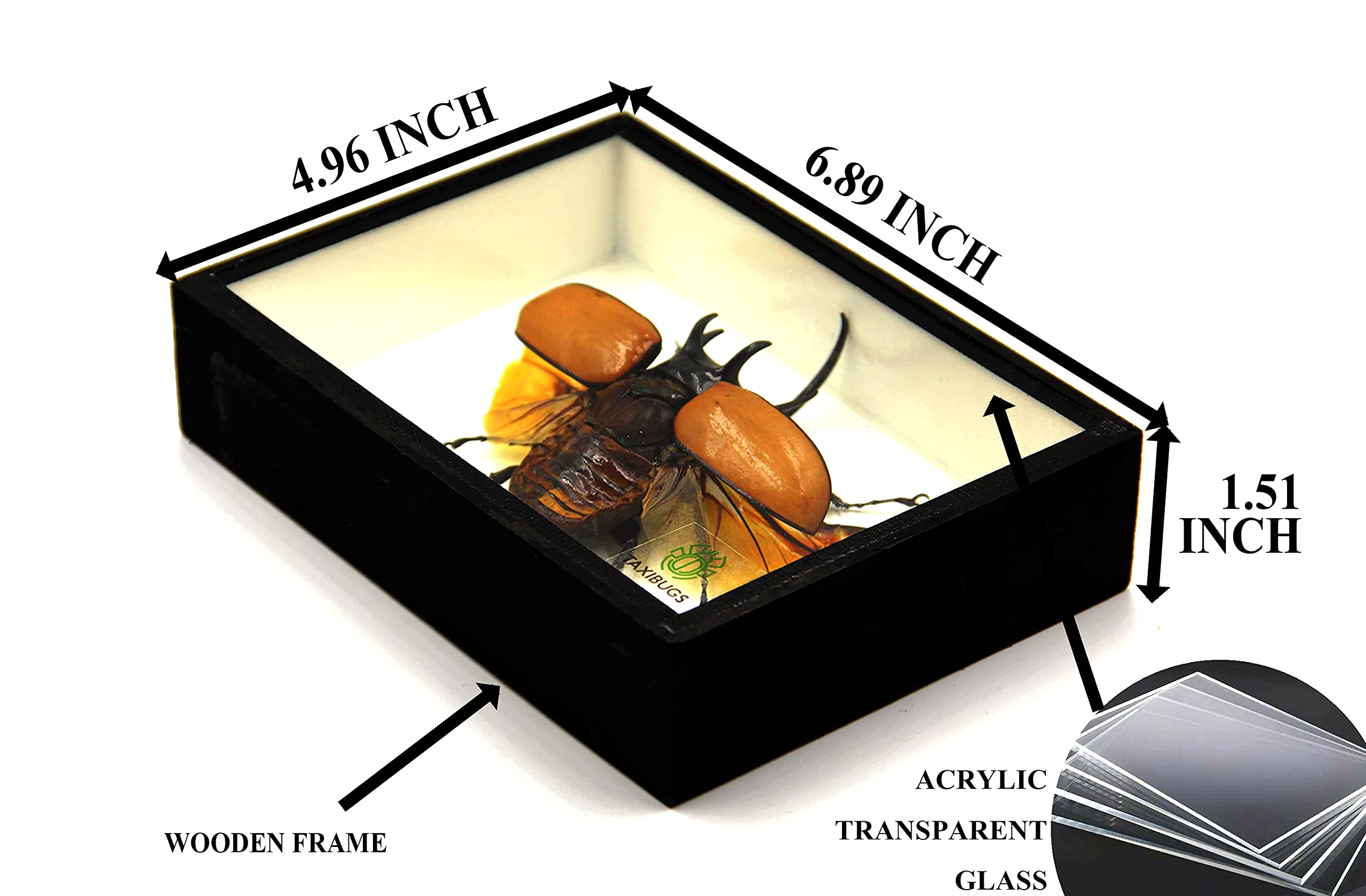 TAXIBUGS Real 5 Horned Beetle/Eupatorus Gracilicornis Flying Form Taxidermy in Transparent Box Display (Black Wooden Box)
