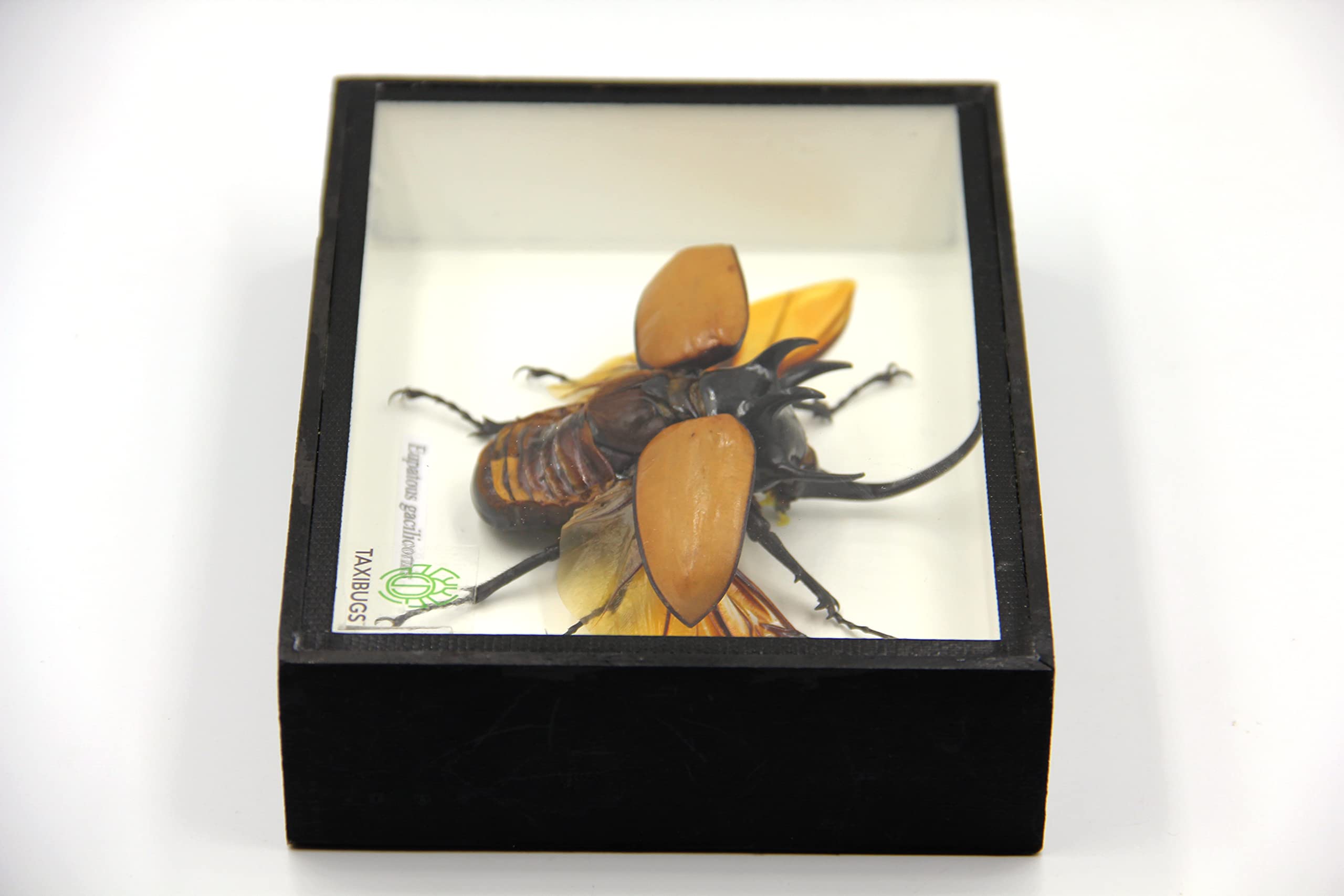 TAXIBUGS Real 5 Horned Beetle/Eupatorus Gracilicornis Flying Form Taxidermy in Transparent Box Display (Black Wooden Box)