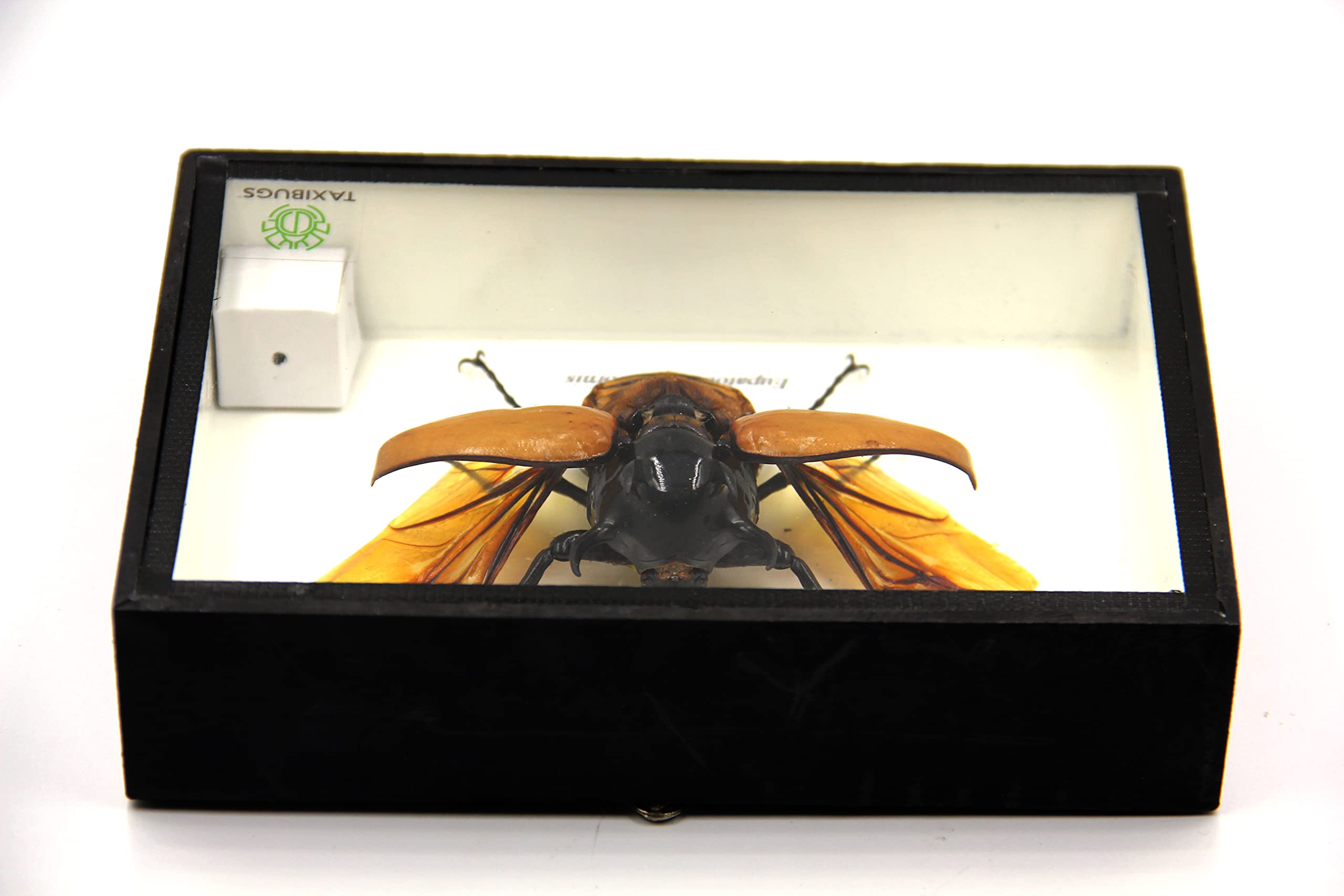 TAXIBUGS Real 5 Horned Beetle/Eupatorus Gracilicornis Flying Form Taxidermy in Transparent Box Display (Black Wooden Box)