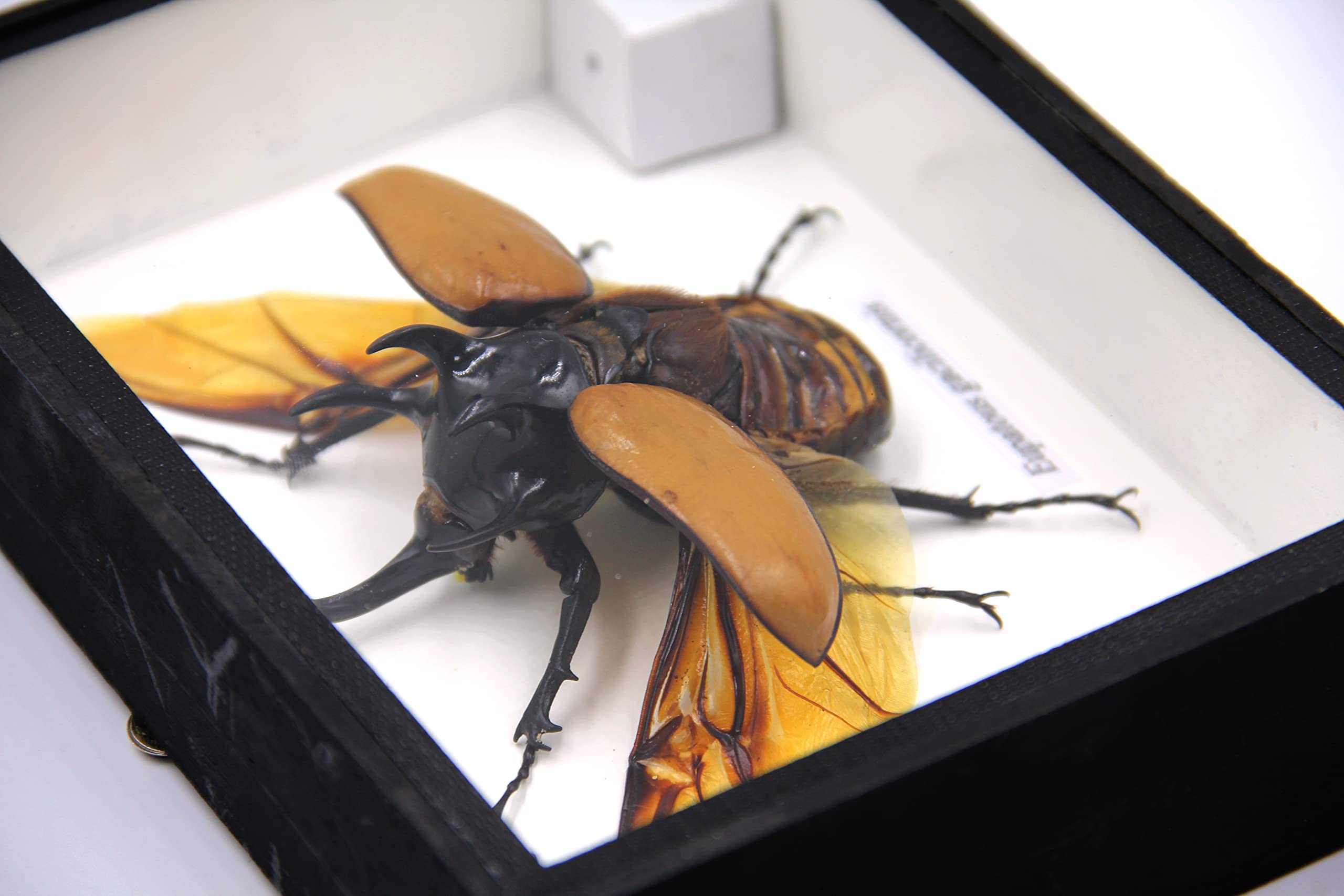 TAXIBUGS Real 5 Horned Beetle/Eupatorus Gracilicornis Flying Form Taxidermy in Transparent Box Display (Black Wooden Box)