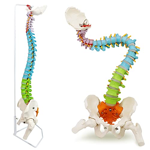 Merinden Spine Model,34.3" Flexible Life Size Spinal Cord Model with Stand, Chiropractic with Pelvis, Spinal Cord, Nerves and Vertebrae, Anatomical Spine Model for Science Study or Patient Education