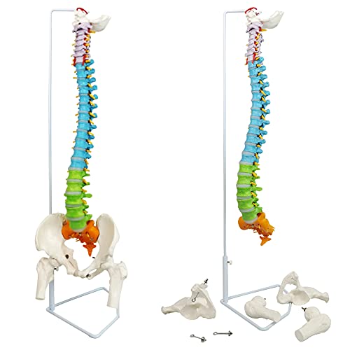 Merinden Spine Model,34.3" Flexible Life Size Spinal Cord Model with Stand, Chiropractic with Pelvis, Spinal Cord, Nerves and Vertebrae, Anatomical Spine Model for Science Study or Patient Education