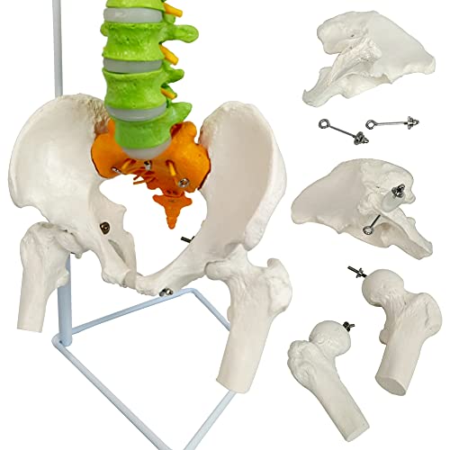 Merinden Spine Model,34.3" Flexible Life Size Spinal Cord Model with Stand, Chiropractic with Pelvis, Spinal Cord, Nerves and Vertebrae, Anatomical Spine Model for Science Study or Patient Education