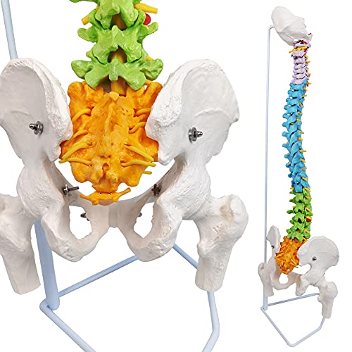 Merinden Spine Model,34.3" Flexible Life Size Spinal Cord Model with Stand, Chiropractic with Pelvis, Spinal Cord, Nerves and Vertebrae, Anatomical Spine Model for Science Study or Patient Education