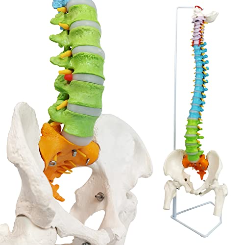 Merinden Spine Model,34.3" Flexible Life Size Spinal Cord Model with Stand, Chiropractic with Pelvis, Spinal Cord, Nerves and Vertebrae, Anatomical Spine Model for Science Study or Patient Education