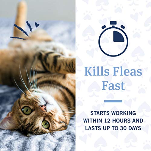 PetArmor Advanced 2 Flea Prevention for Large Cats, 6 Month Supply