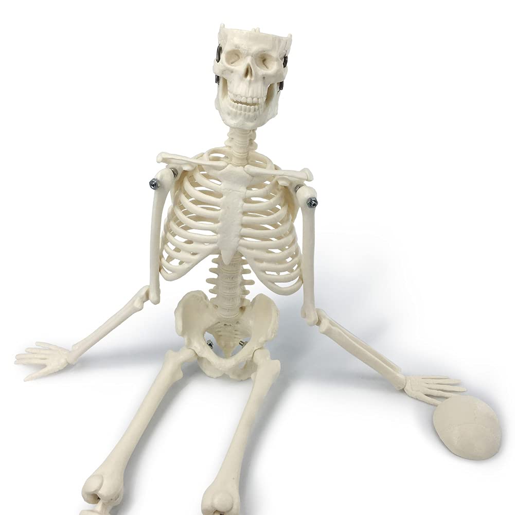 Merinden Mini Human Skeleton Model, 17.72” Petite Human Bones Model with Movable Arms, Legs and Stand, for Student, Kid to Study Small Human Skeletal System Anatomy, Physiology and to Decor Halloween