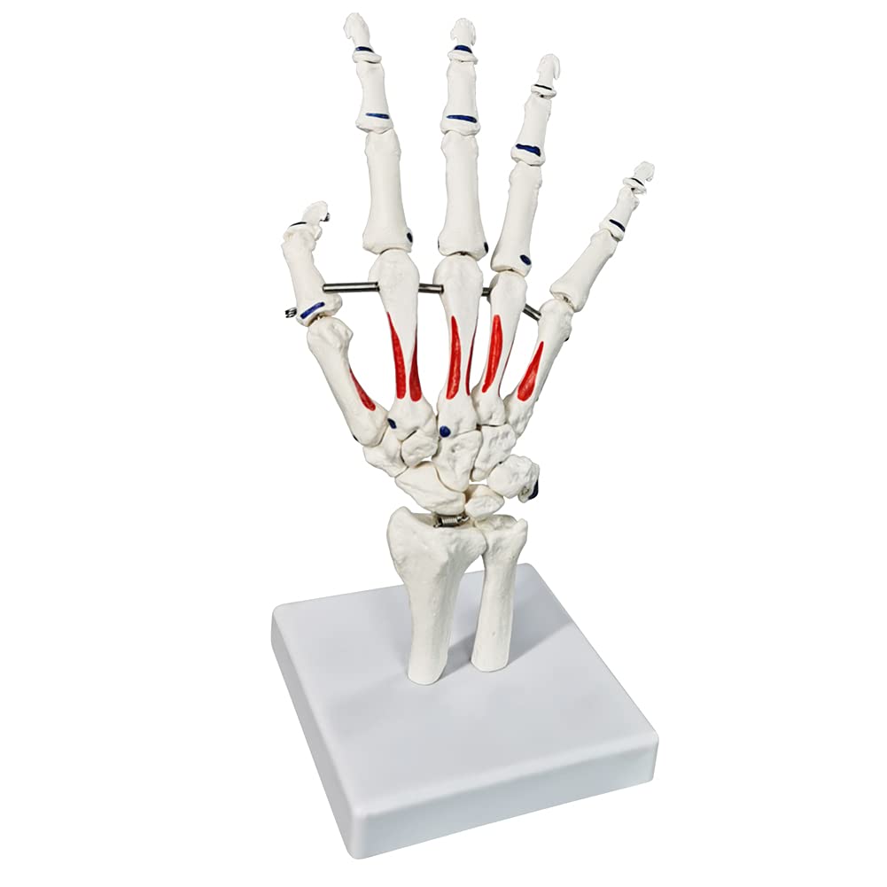 Merinden Life Size Skeletal Hand Model with Wrist, Ulnaand Radius, Articulated Hands Skeleton Secured with Wire, Hand Joint Model Palm Bone Anatomical Muscle Start and End Point Tag Recognition