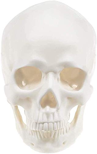 1:1 Human Skull Realistic Life Size Replica Medical Anatomy Model Home Halloween Skull Decorations Art Supplies