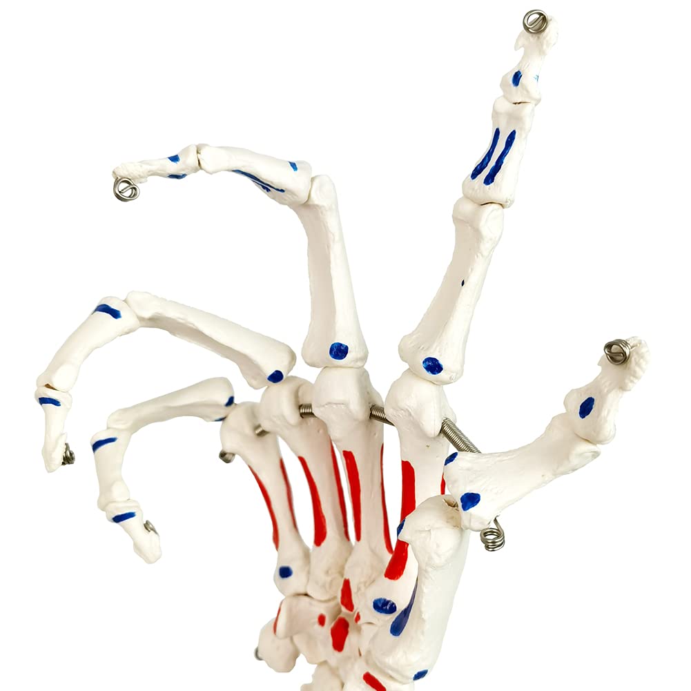 Merinden Life Size Skeletal Hand Model with Wrist, Ulnaand Radius, Articulated Hands Skeleton Secured with Wire, Hand Joint Model Palm Bone Anatomical Muscle Start and End Point Tag Recognition