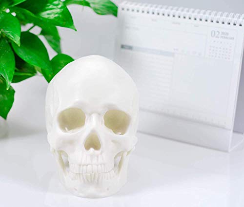 1:1 Human Skull Realistic Life Size Replica Medical Anatomy Model Home Halloween Skull Decorations Art Supplies