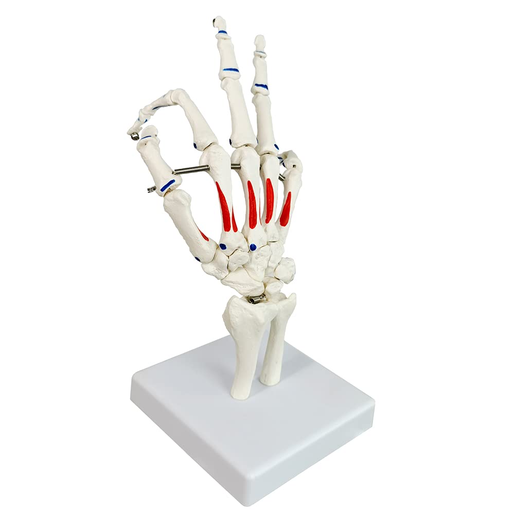 Merinden Life Size Skeletal Hand Model with Wrist, Ulnaand Radius, Articulated Hands Skeleton Secured with Wire, Hand Joint Model Palm Bone Anatomical Muscle Start and End Point Tag Recognition